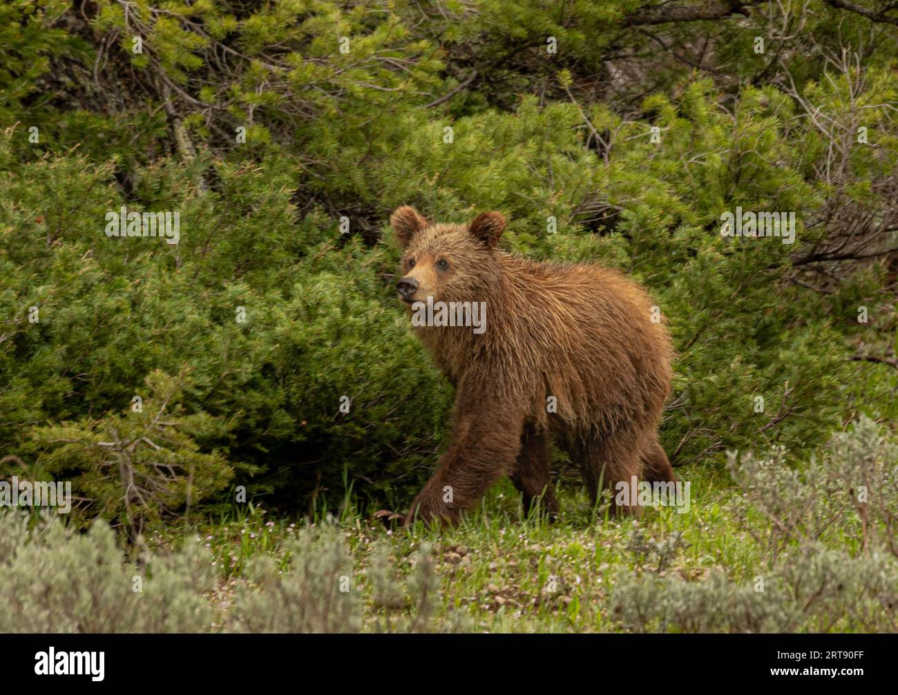 Bears in nature hi-res stock photography and images - Alamy