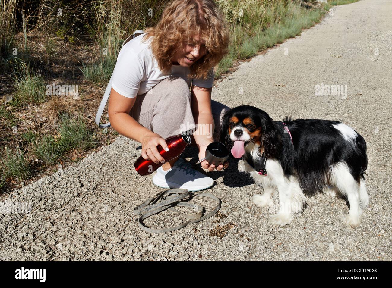 The girl pours water from a thermos for a dog on a walk Stock Photo - Alamy