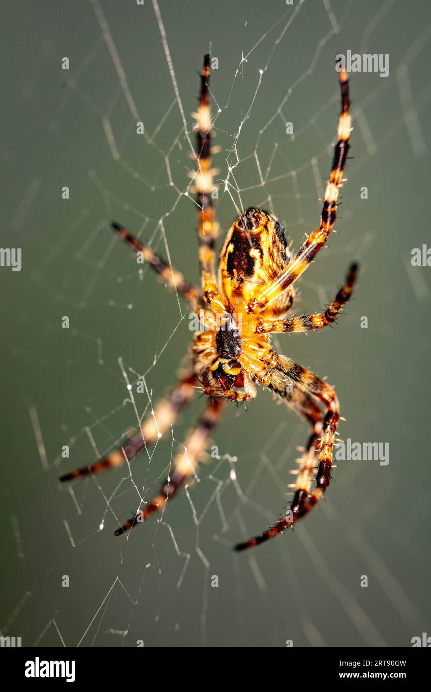 Dynamic close up wildlife portrait of a garden spider in its web with ...