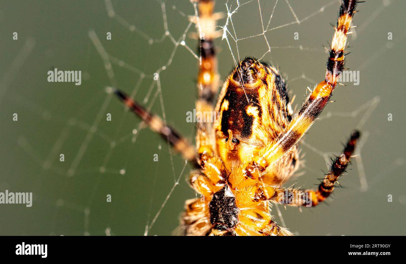 Dynamic close up wildlife portrait of a garden spider in its web with ...