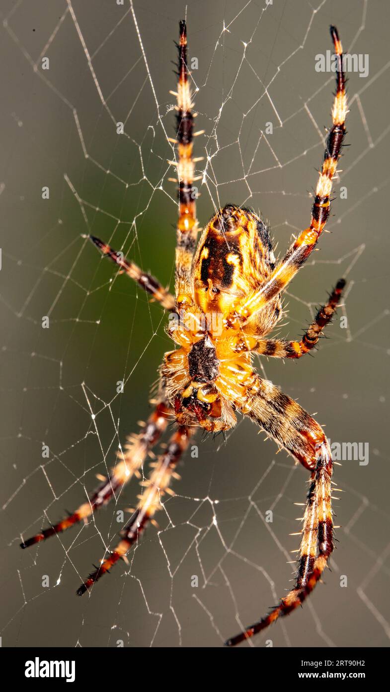 Dynamic close up wildlife portrait of a garden spider in its web with ...