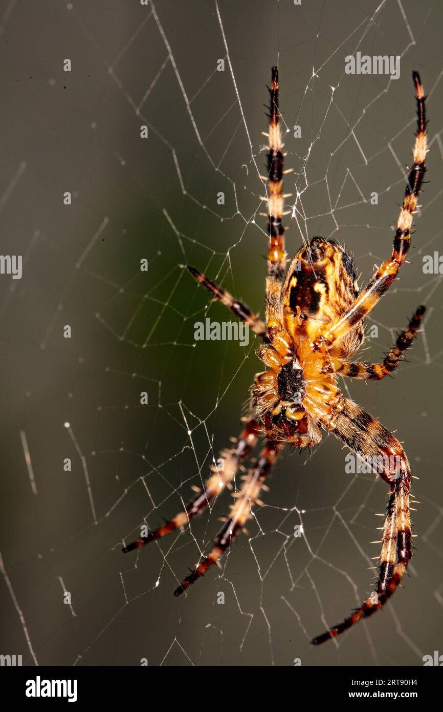 Dynamic close up wildlife portrait of a garden spider in its web with ...
