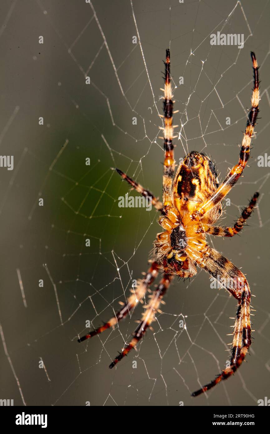 Dynamic close up wildlife portrait of a garden spider in its web with ...