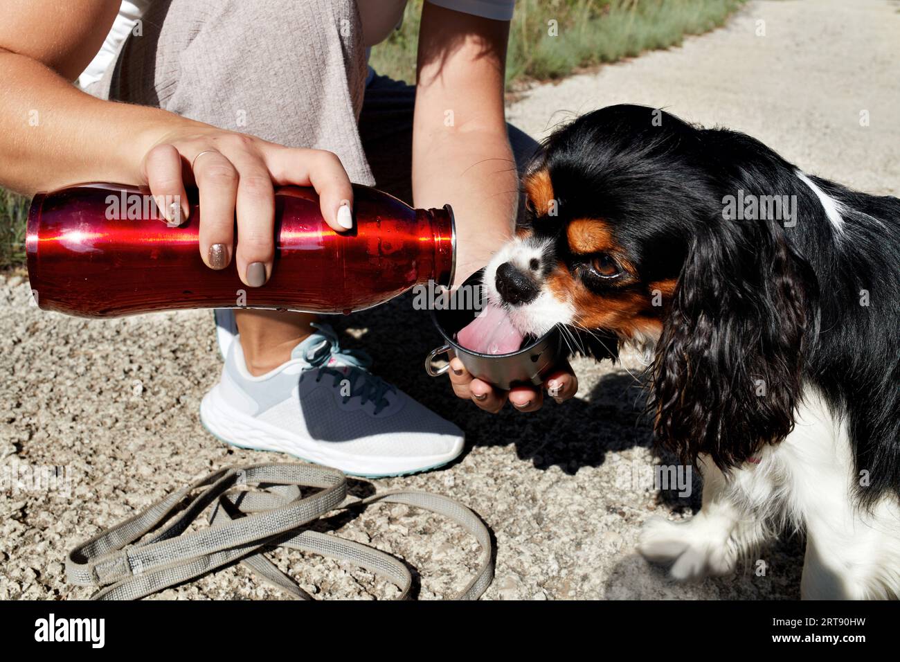 Female hands pour water from a thermos for a dog on a walk Stock Photo ...
