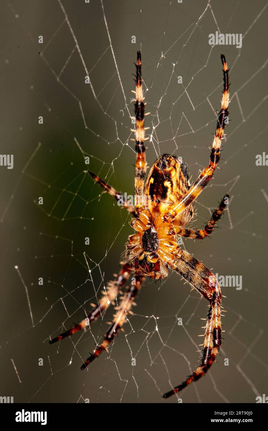 Dynamic close up wildlife portrait of a garden spider in its web with ...