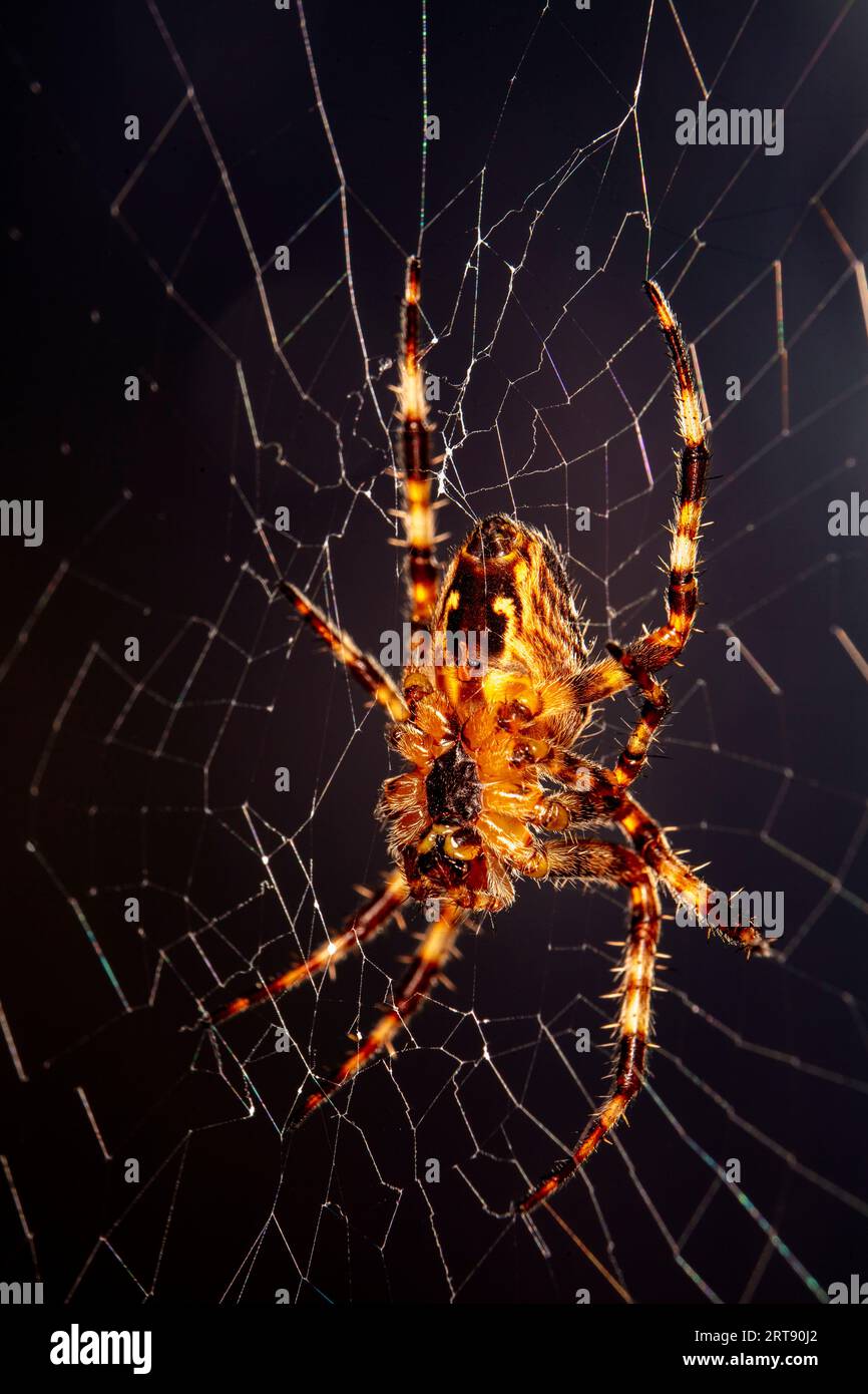 Dynamic close up wildlife portrait of a garden spider in its web with ...