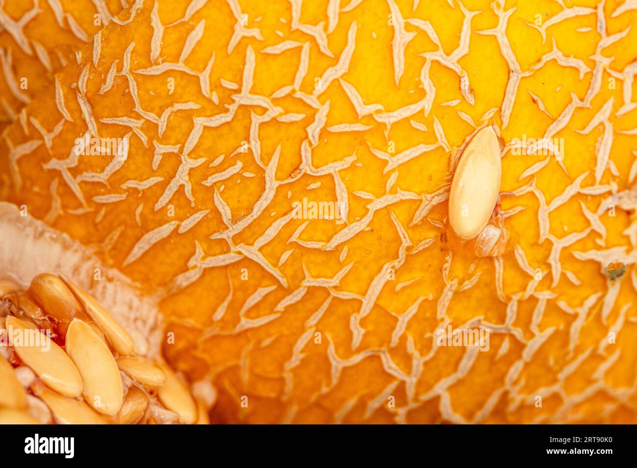 Very close up semi-abstract food still life of Persian Melon (Cucumis ...