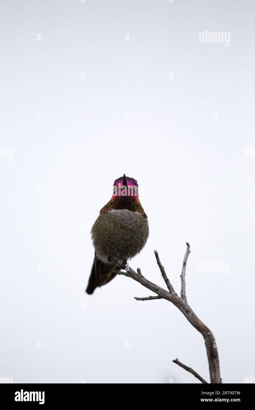 Anna's hummingbird (Calypte anna) spotted outdoors in California Stock ...