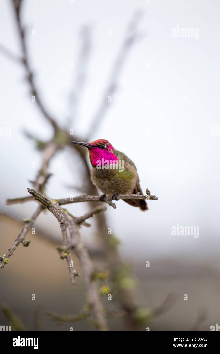 Anna's hummingbird (Calypte anna) spotted outdoors in California Stock ...
