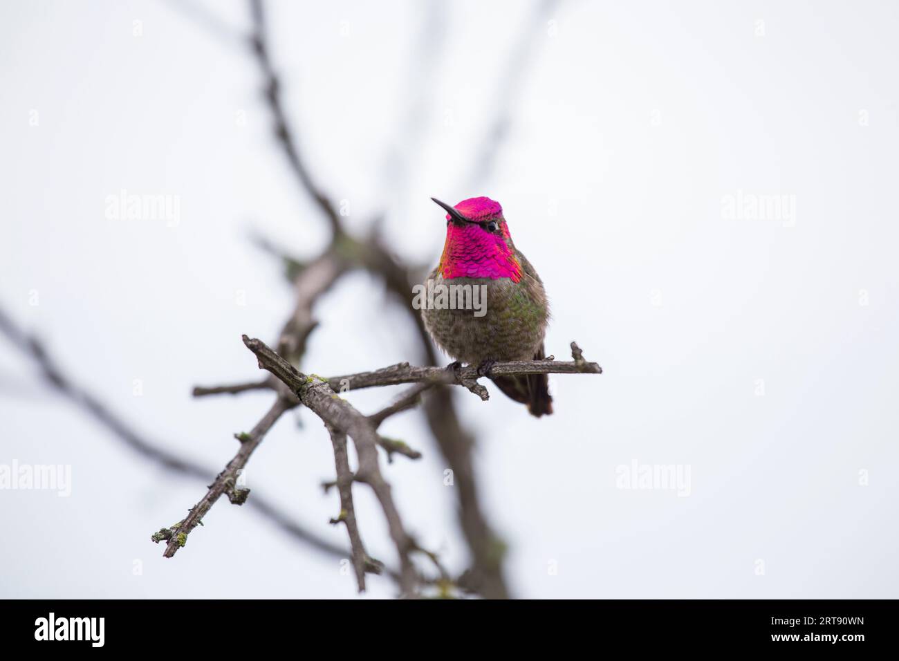 Anna's hummingbird (Calypte anna) spotted outdoors in California Stock ...