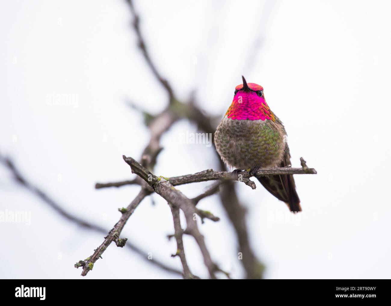 Anna's hummingbird (Calypte anna) spotted outdoors in California Stock ...