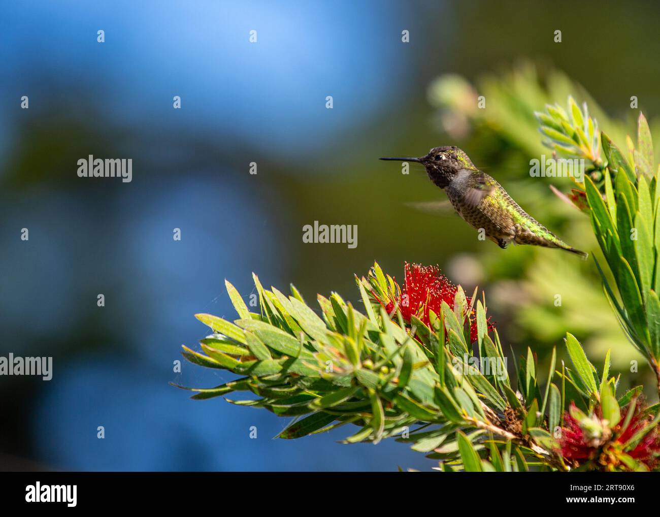 Anna's hummingbird snow hi-res stock photography and images - Alamy
