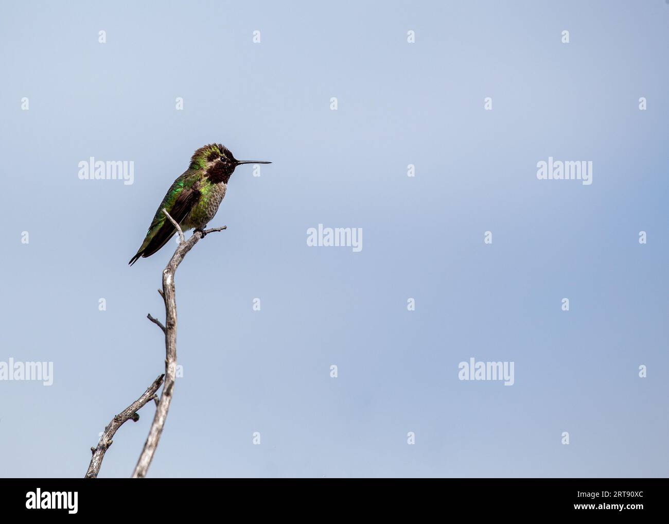 Anna's Hummingbird (Calypte anna) spotted outdoors in California Stock ...
