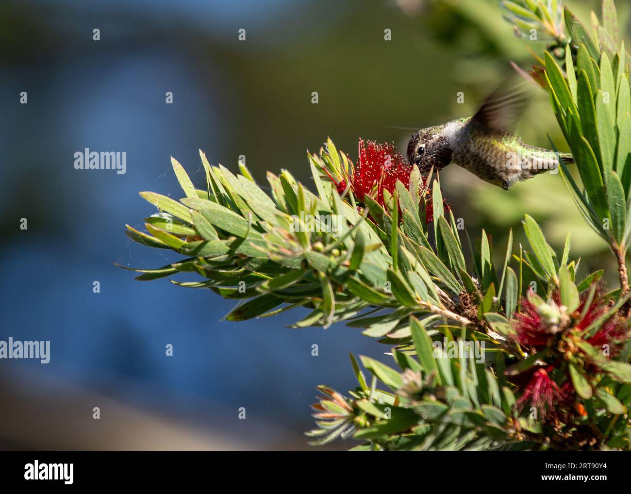 Anna's Hummingbird (Calypte anna) spotted outdoors in California Stock ...
