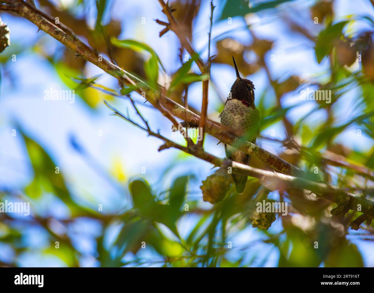 Anna's Hummingbird (Calypte anna) spotted outdoors in California Stock ...