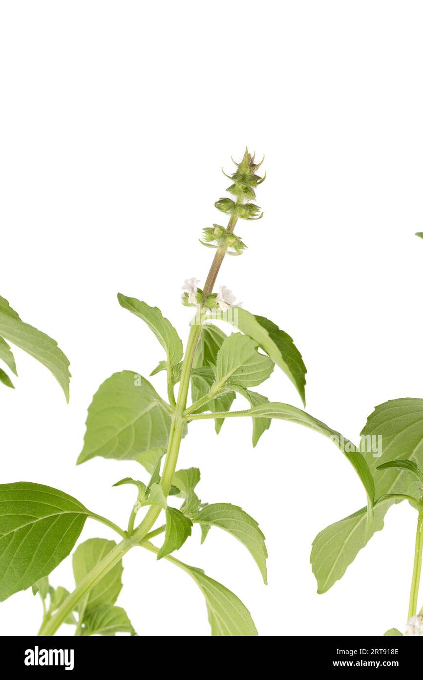 Blooming buds of green basil on a white background. Copy space Stock ...