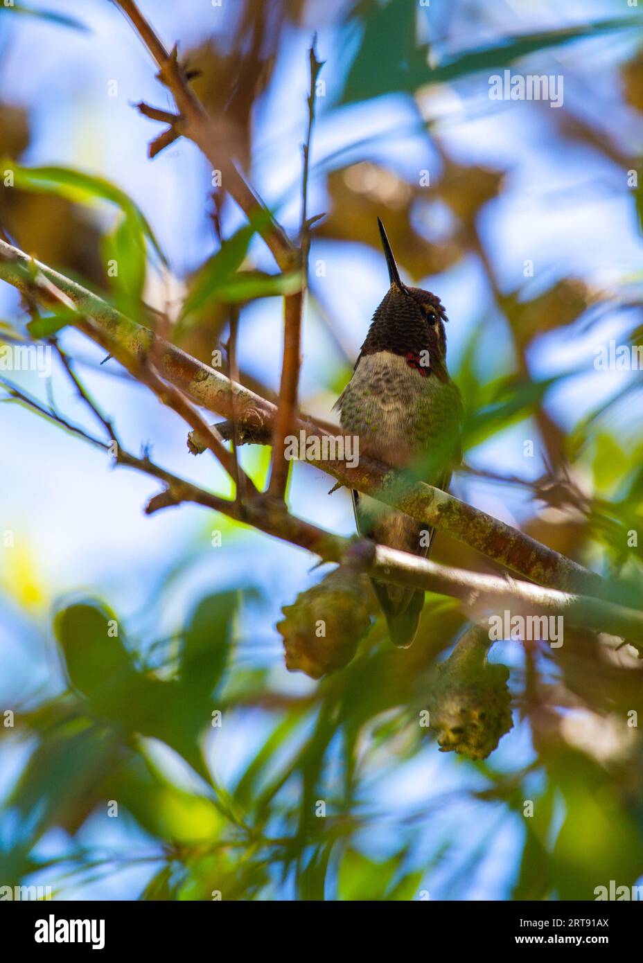 Anna's Hummingbird (Calypte anna) spotted outdoors in California Stock ...