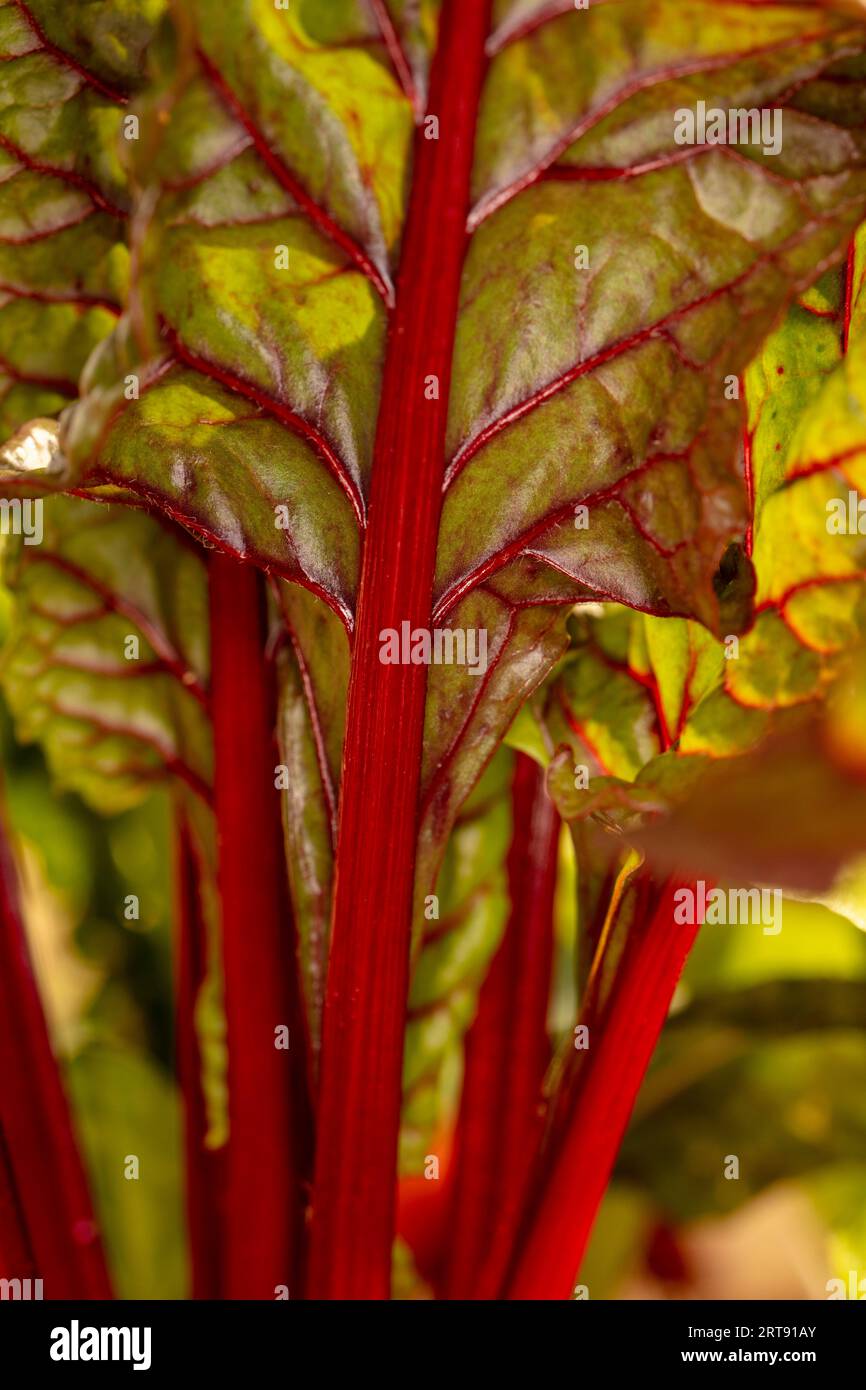 Very close up vegetable plant portrait of the superfood Chard backlit ...