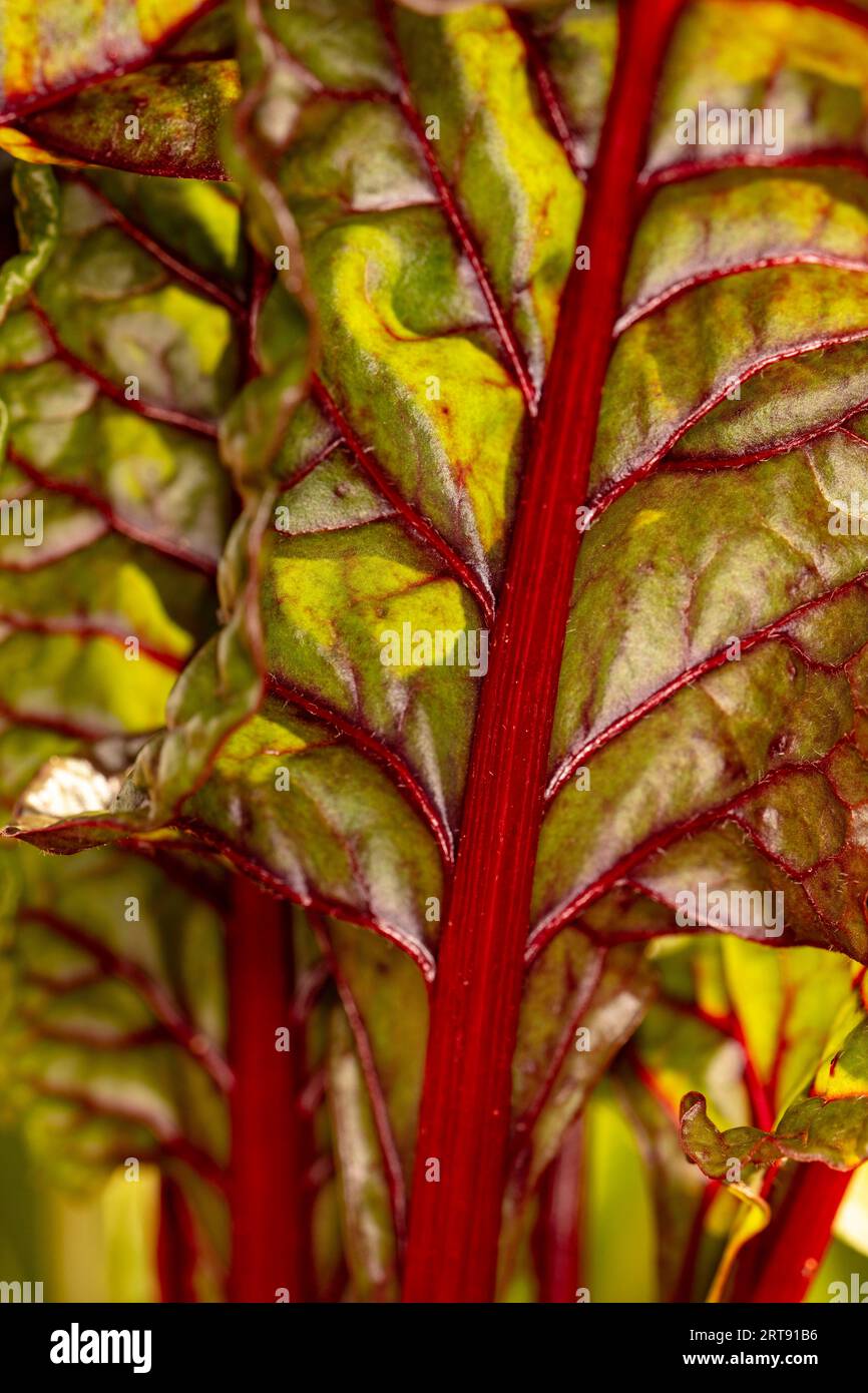 Very close up vegetable plant portrait of the superfood Chard backlit ...