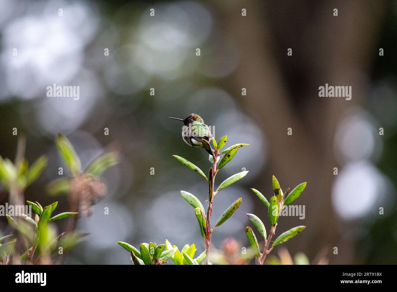 Anna's Hummingbird (Calypte anna) spotted outdoors in California Stock ...