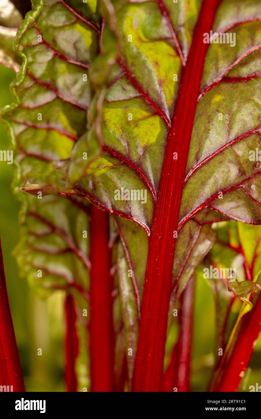 Very close up vegetable plant portrait of the superfood Chard backlit ...