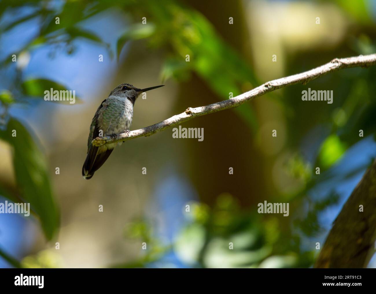 Anna's Hummingbird (Calypte anna) spotted outdoors in California Stock ...