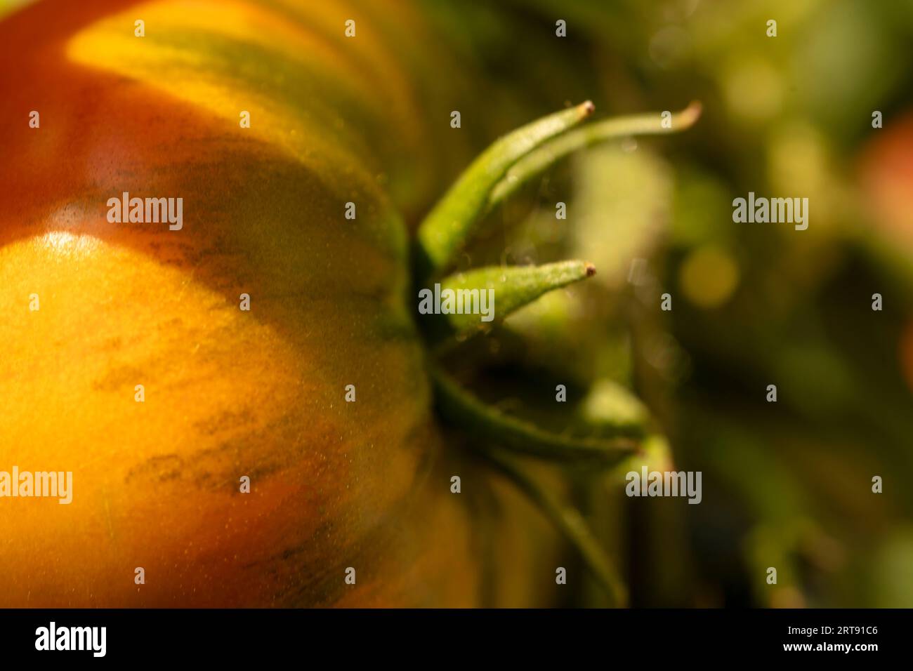 Macro food, vegetable, semi abstract still life of plump looking green ...