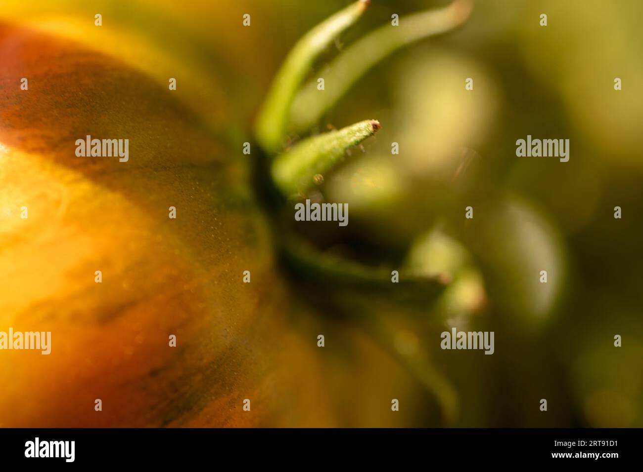 Macro food, vegetable, semi abstract still life of plump looking green ...