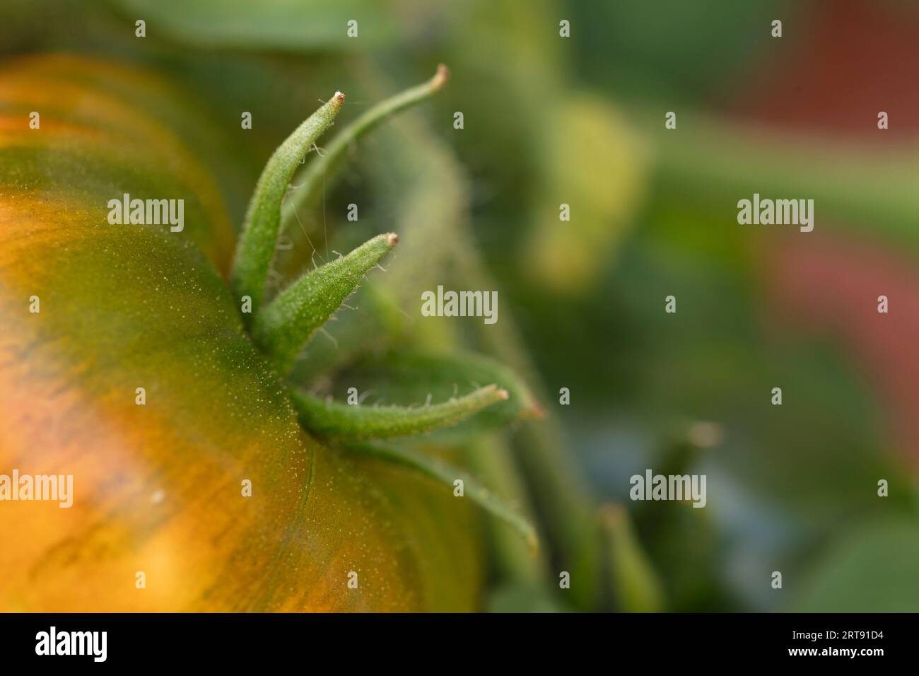 Macro food, vegetable, semi abstract still life of plump looking green ...