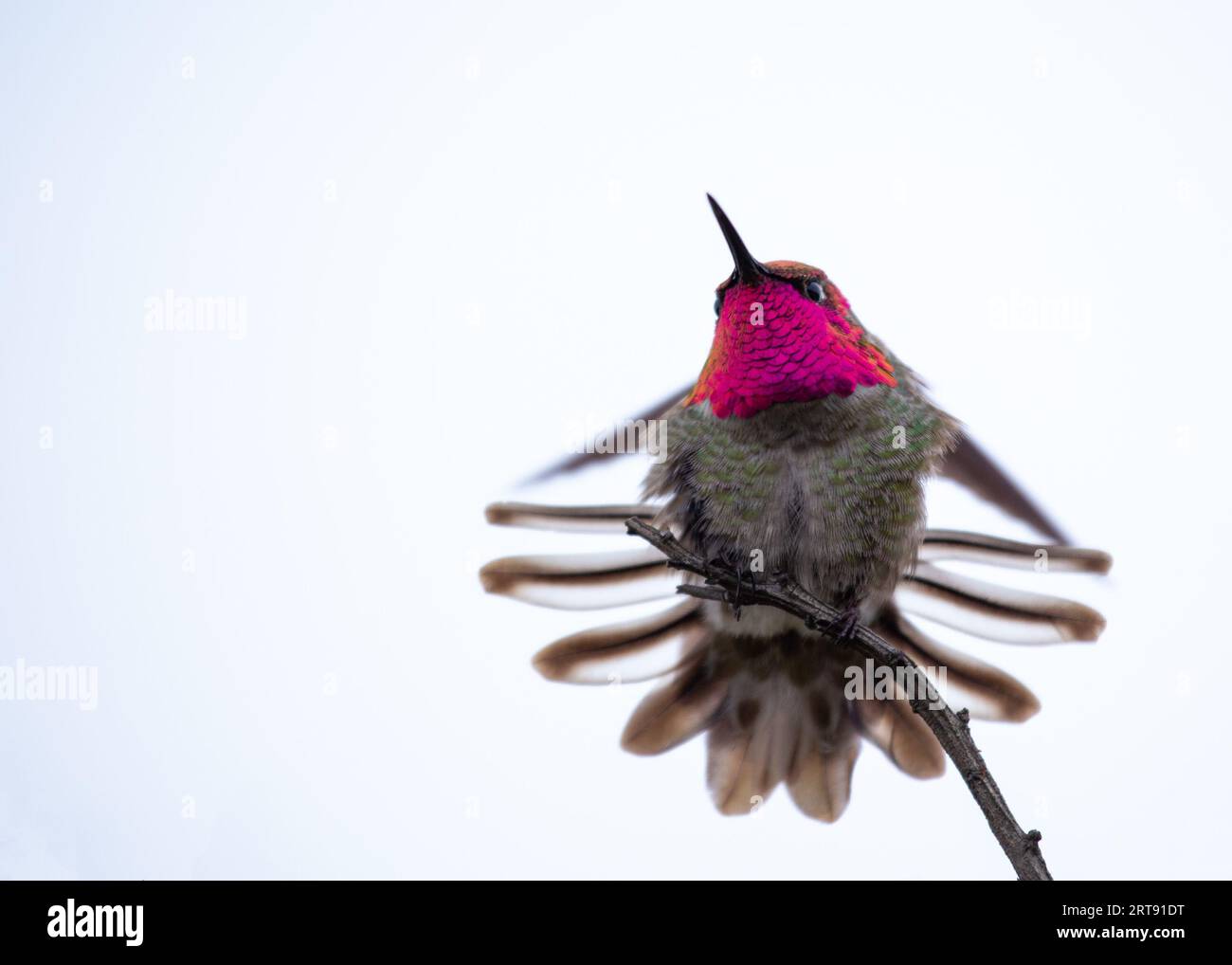 Anna's Hummingbird (Calypte anna) spotted outdoors in California Stock ...