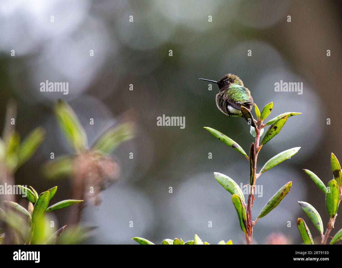 Anna's Hummingbird (Calypte anna) spotted outdoors in California Stock ...