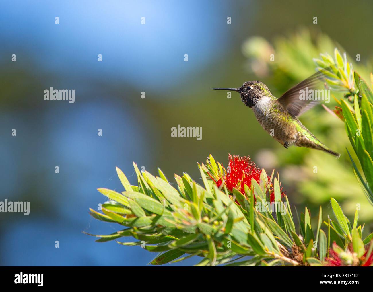 Anna's Hummingbird (Calypte anna) spotted outdoors in California Stock ...