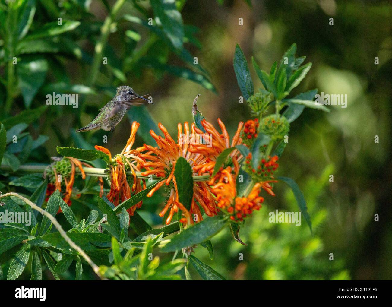 Anna's Hummingbird (Calypte anna) spotted outdoors in California Stock ...