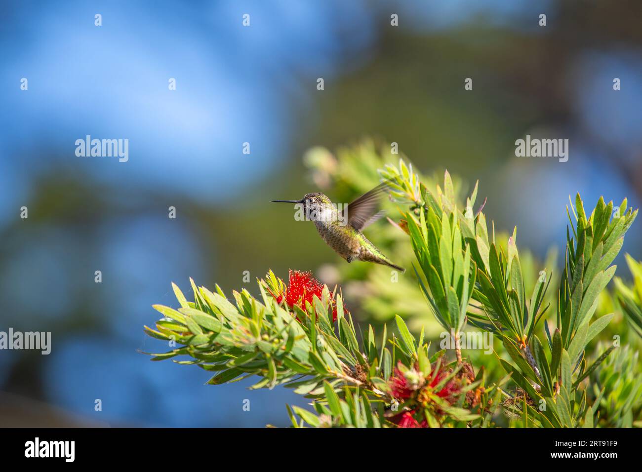 Anna's Hummingbird (Calypte anna) spotted outdoors in California Stock ...