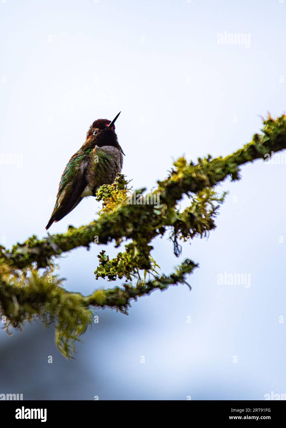 Anna's Hummingbird (Calypte anna) spotted outdoors in California Stock ...