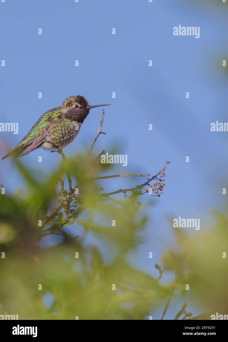 Anna's hummingbird (Calypte anna) spotted outdoors in San Francisco ...