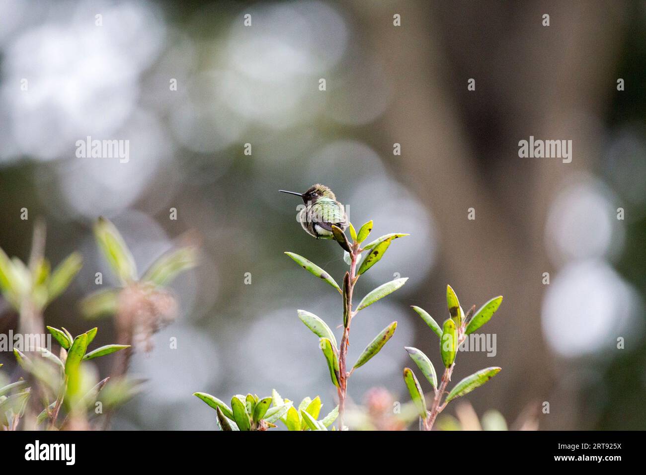 Anna's hummingbird (Calypte anna) spotted outdoors in San Francisco ...