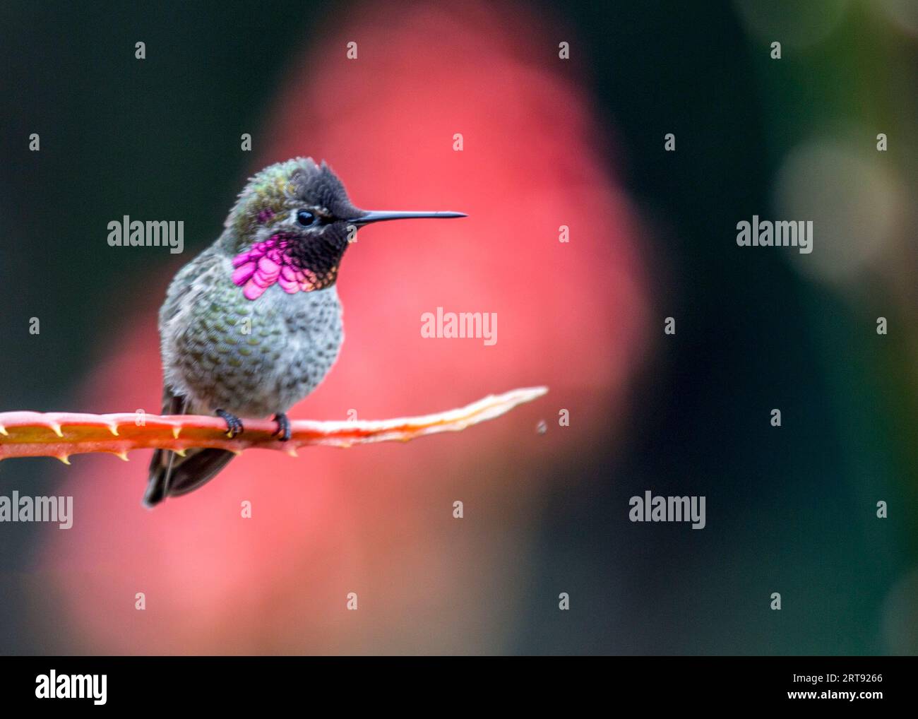 Anna's hummingbird (Calypte anna) spotted outdoors in San Francisco ...