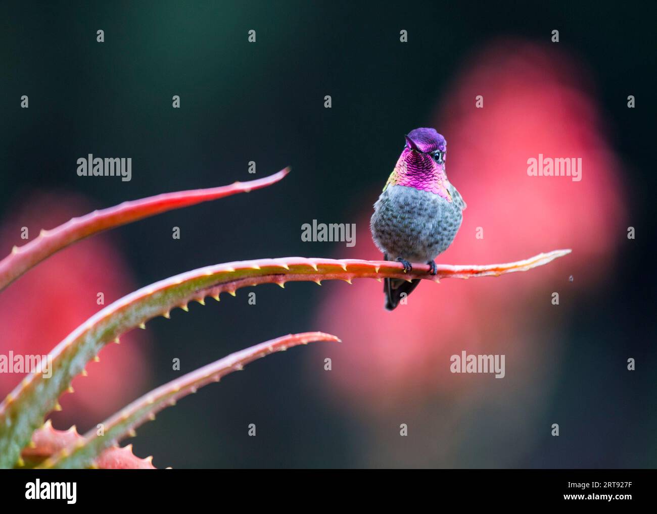Anna's hummingbird (Calypte anna) spotted outdoors in San Francisco ...