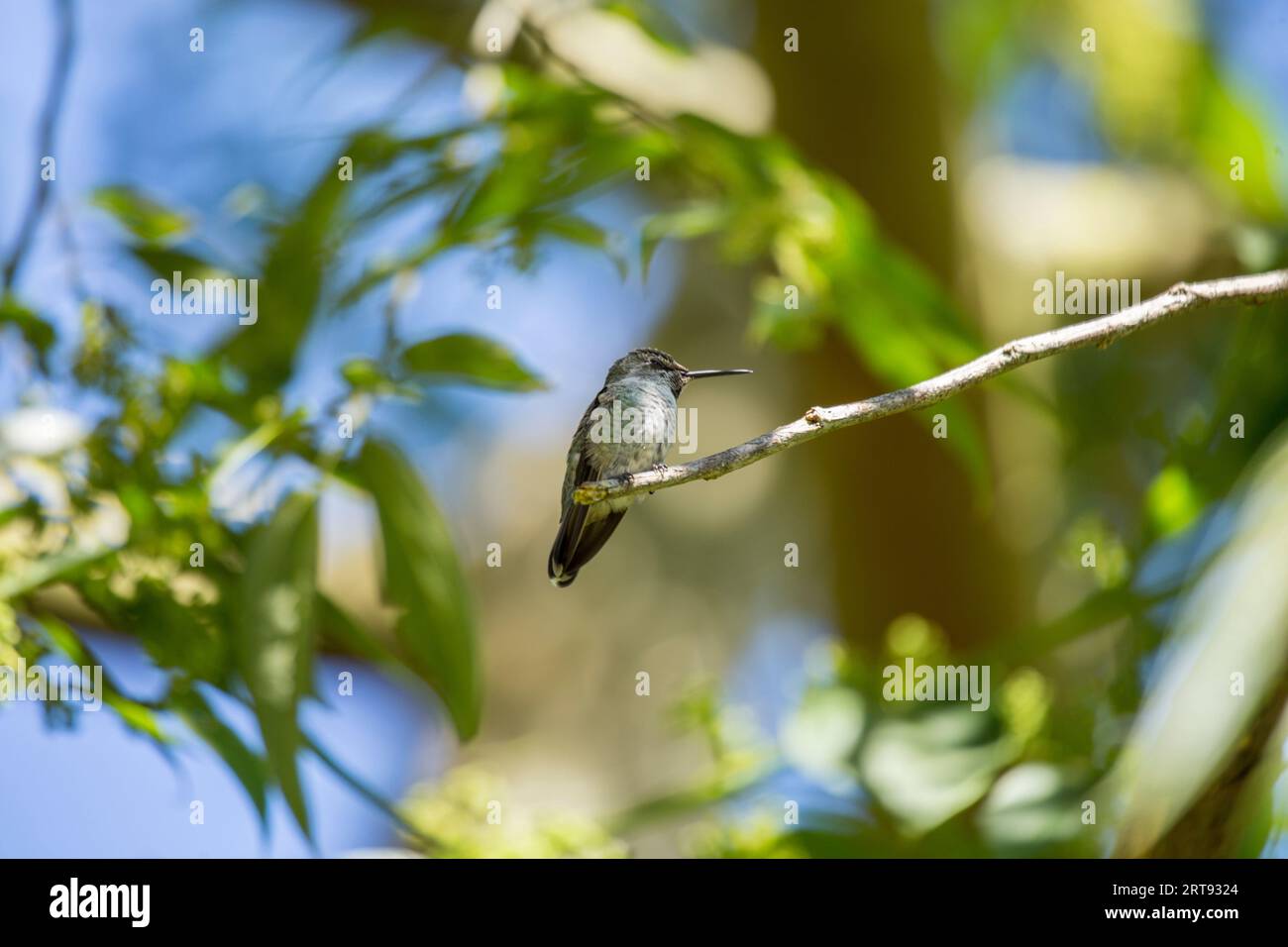 Anna's hummingbird (Calypte anna) spotted outdoors in San Francisco ...