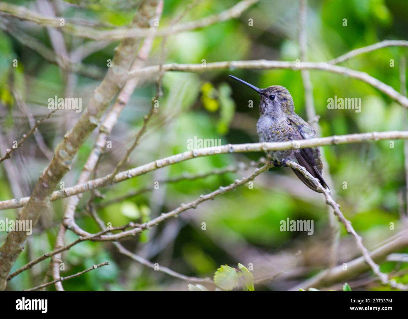 Anna's hummingbird (Calypte anna) spotted outdoors in San Francisco ...