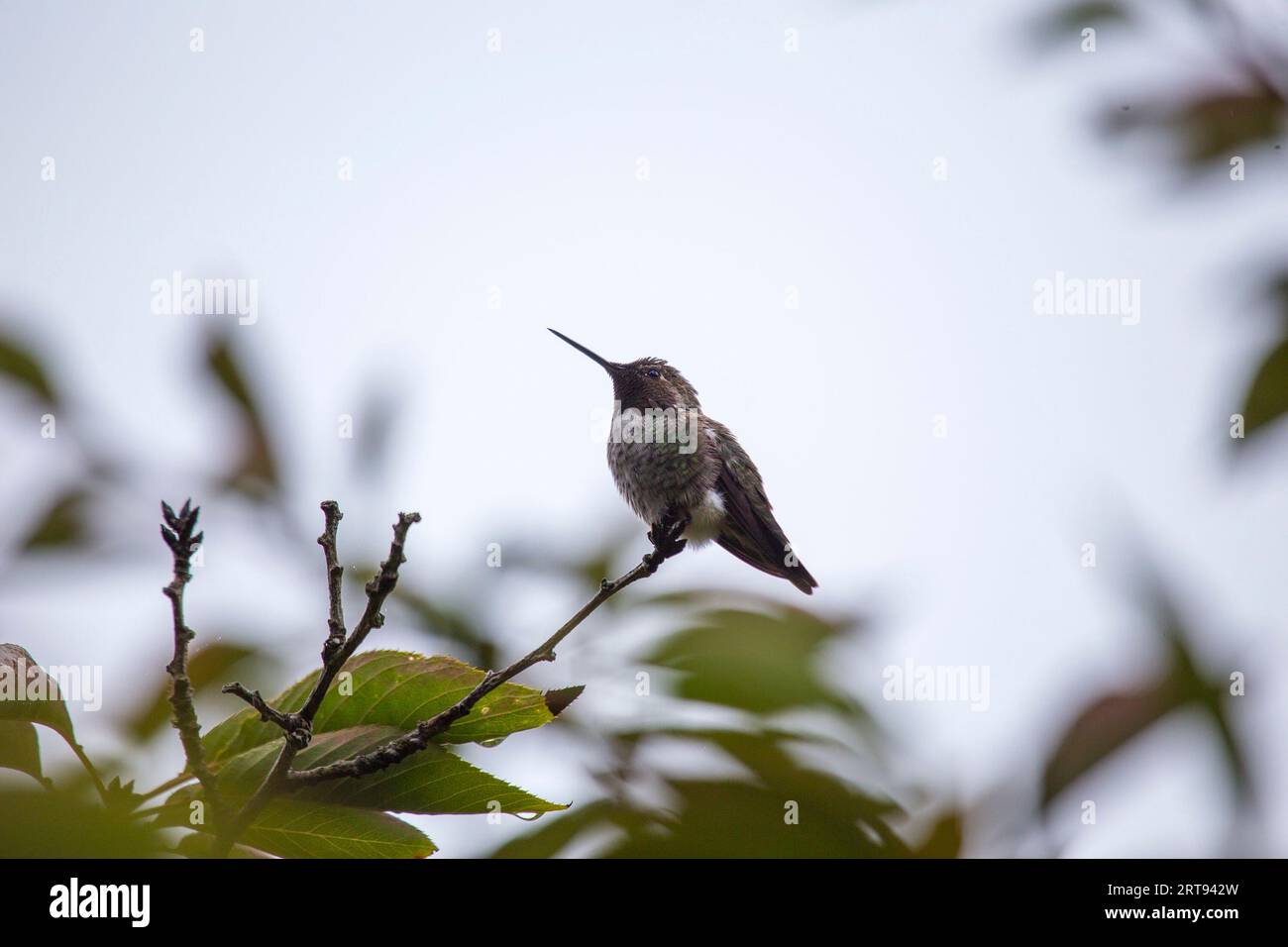 Anna's hummingbird (Calypte anna) spotted outdoors in San Francisco ...