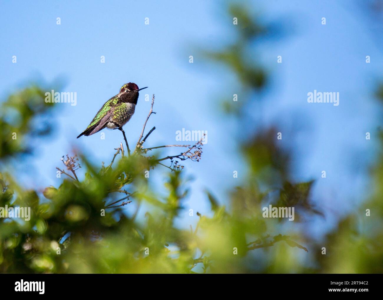 Anna's hummingbird (Calypte anna) spotted outdoors in San Francisco ...