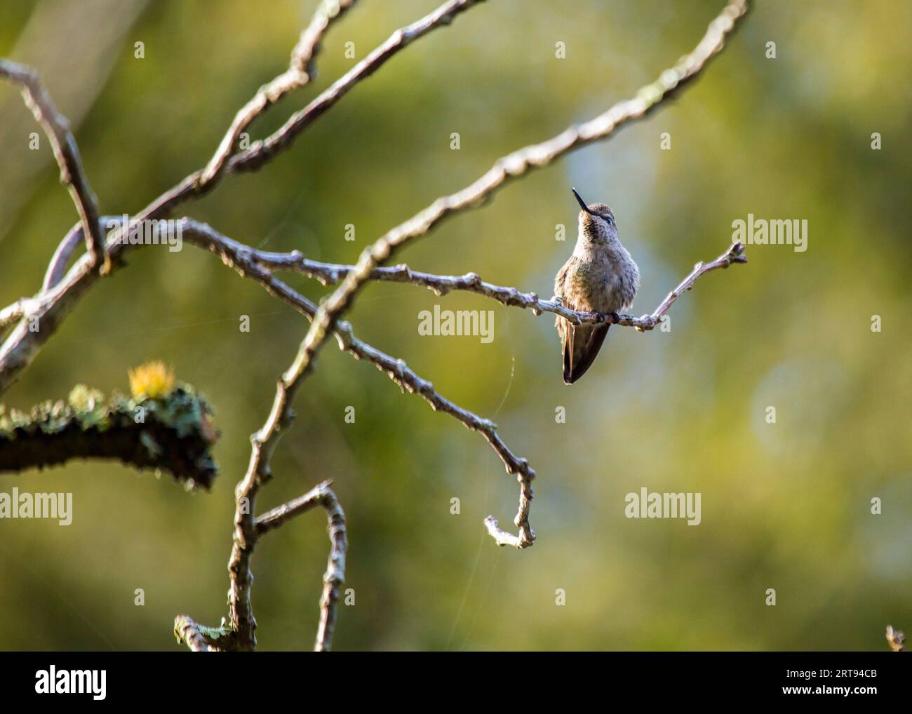 Anna's Hummingbird (Calypte anna) spotted outdoors in California Stock ...