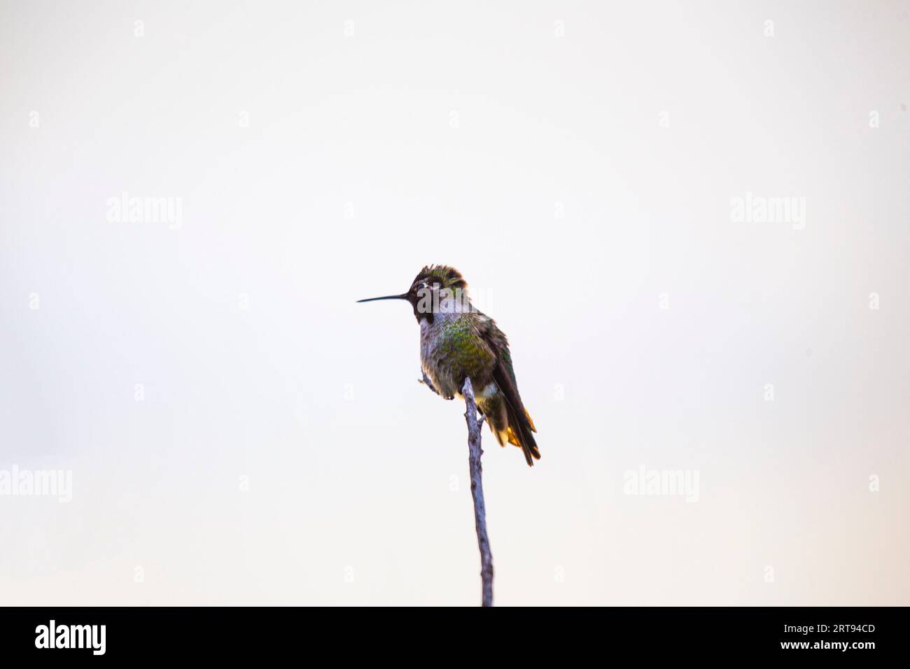 Anna's Hummingbird (Calypte anna) spotted outdoors in California Stock ...