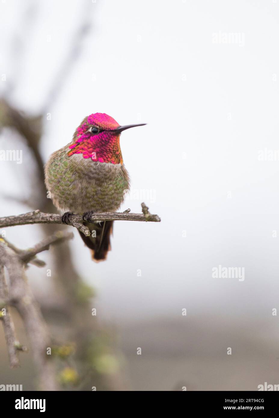 Anna's hummingbird (Calypte anna) spotted outdoors in San Francisco ...