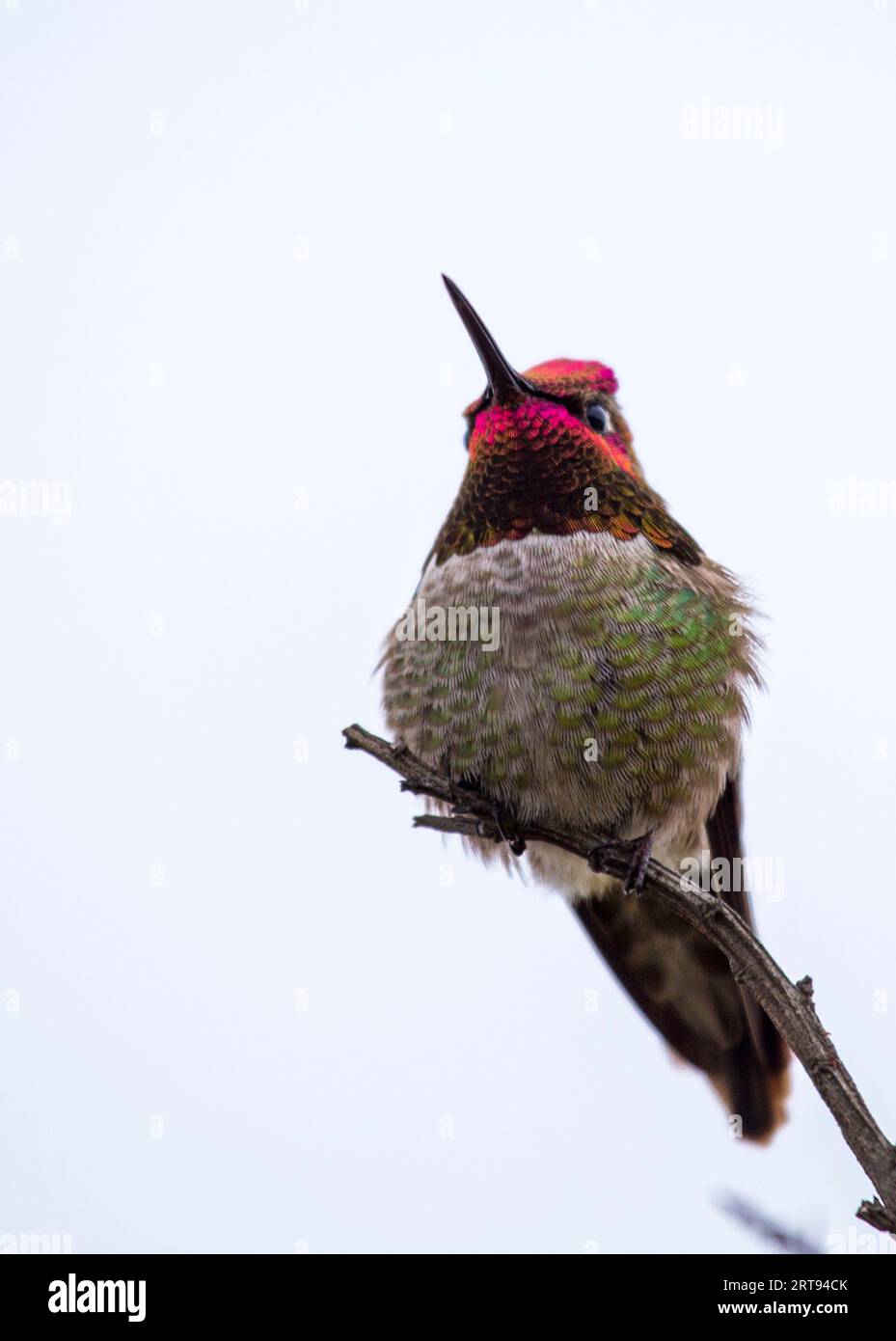 Anna's hummingbird (Calypte anna) spotted outdoors in San Francisco ...