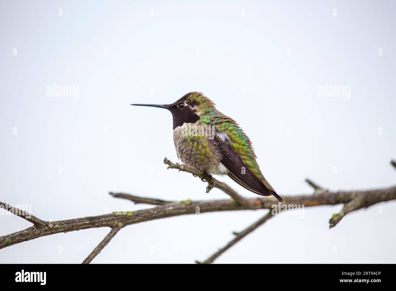 Anna's hummingbird (Calypte anna) spotted outdoors in San Francisco ...