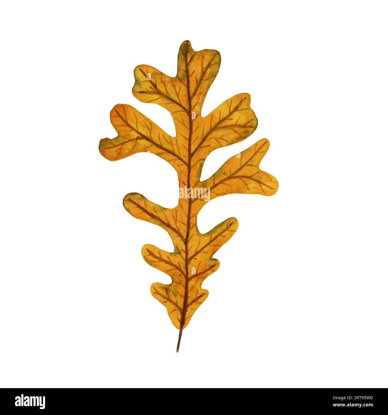 Bright and vivid autumn leaf of a burr oak tree, hand drawn watercolor ...