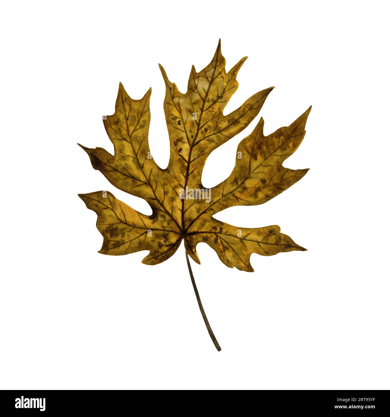 Bright and vivid autumn leaf of a maple tree, hand drawn watercolor ...